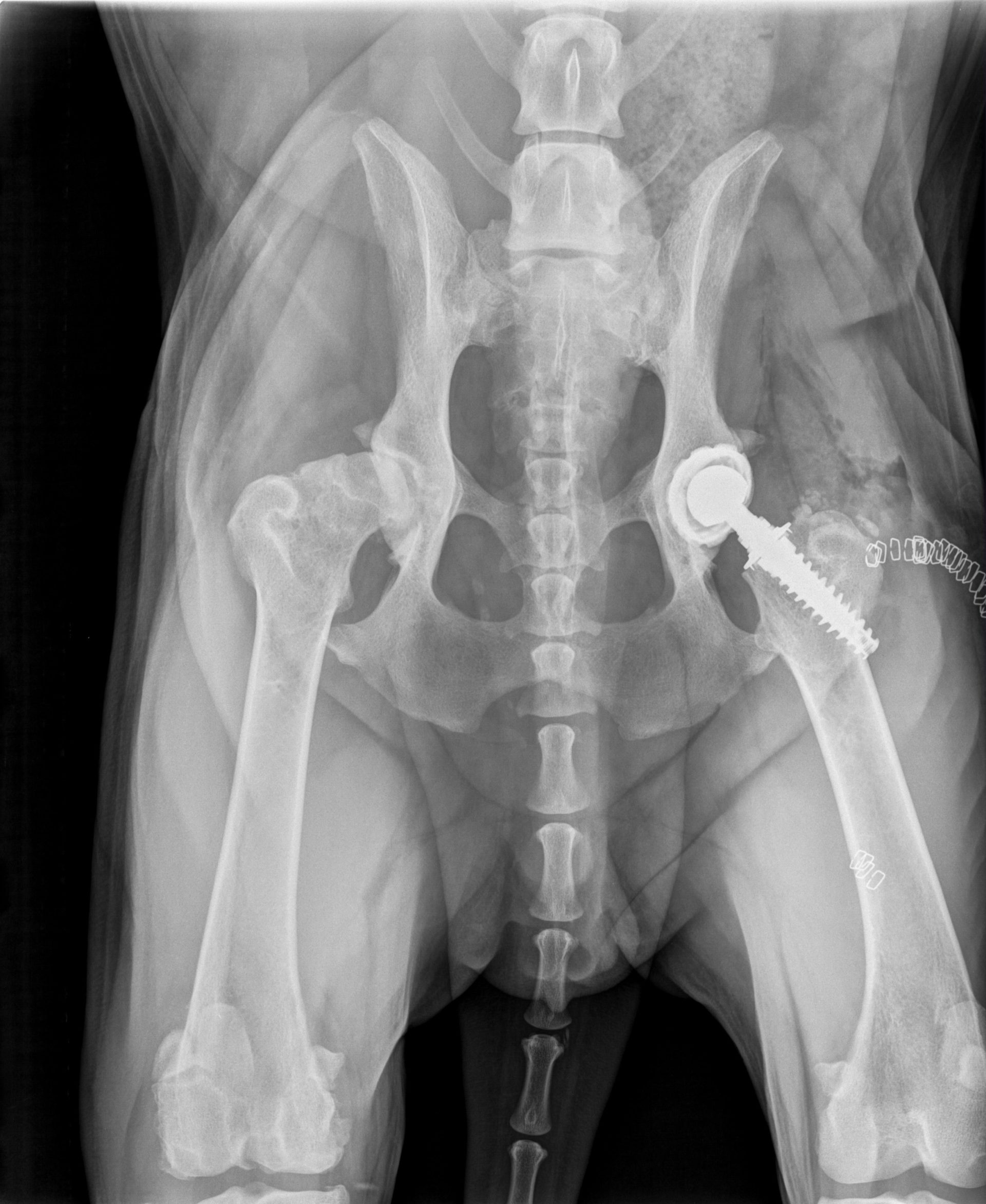 Helica TPS Endoprotéza | AnimalClinic